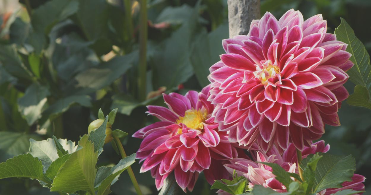 Flora et Decora - Gardening, Design and More...